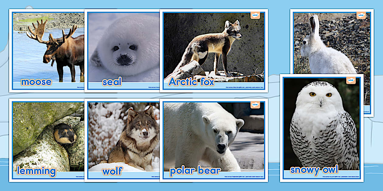 Arctic Animals Photo Posters (teacher made) - Twinkl