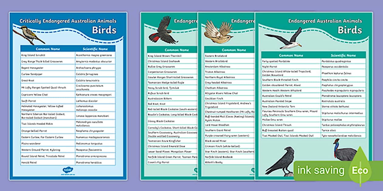 Endangered Australian Birds Poster Pack | Display Resources