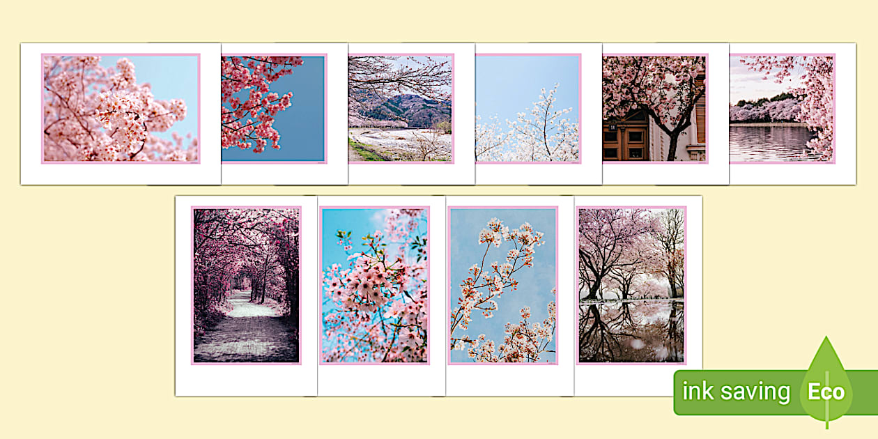 Cherry Blossom Display Photos (teacher made) - Twinkl