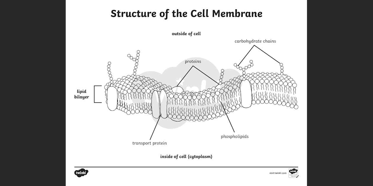 cell membrane labeling worksheet