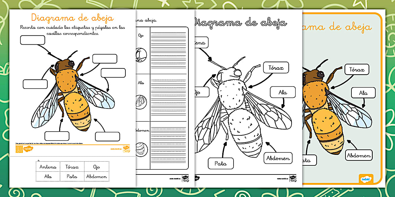Pack de recursos: Diagrama de abeja (teacher made) - Twinkl