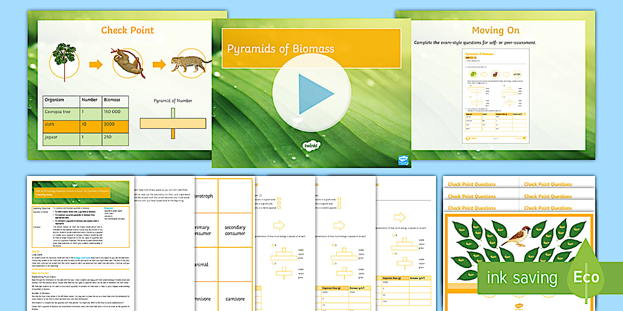 Pyramids of Biomass | AQA GCSE Biology | Beyond Secondary
