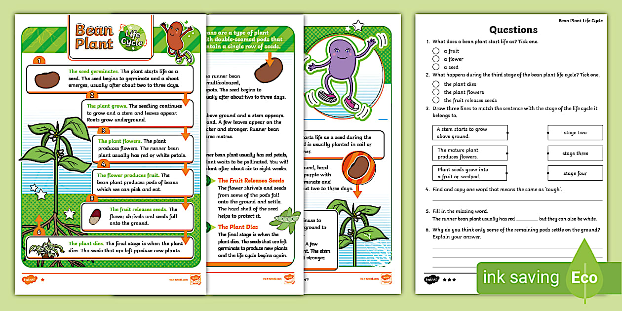 Editable KS1 Bean Plant Life Cycle Differentiated Reading Comprehension