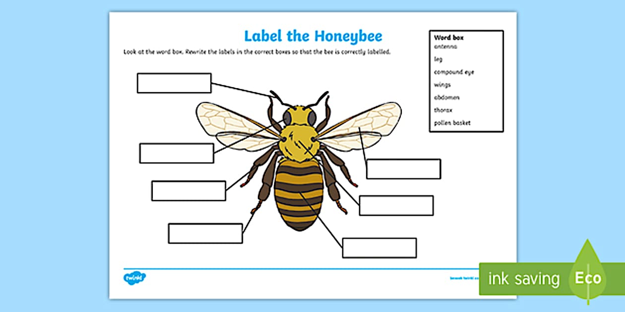 Bee Anatomy Worksheet – Bee Diagram –Foundation – Y2