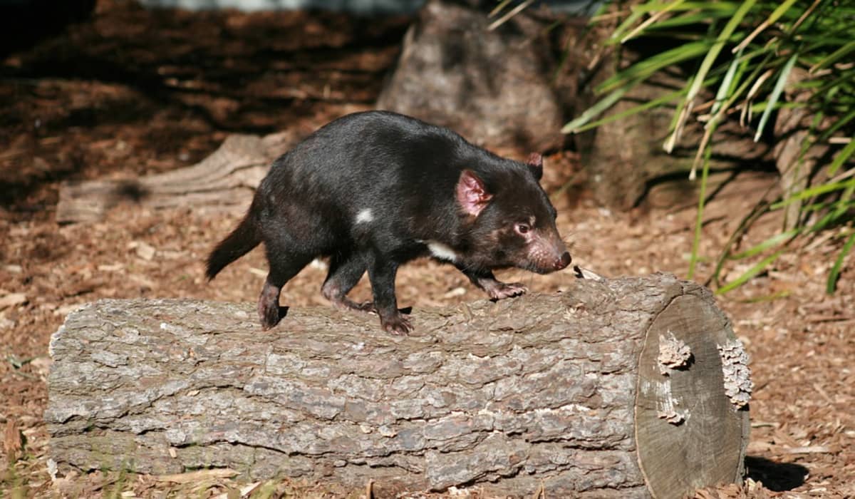 Tasmanian Devils - Twinkl NewsRoom - Twinkl