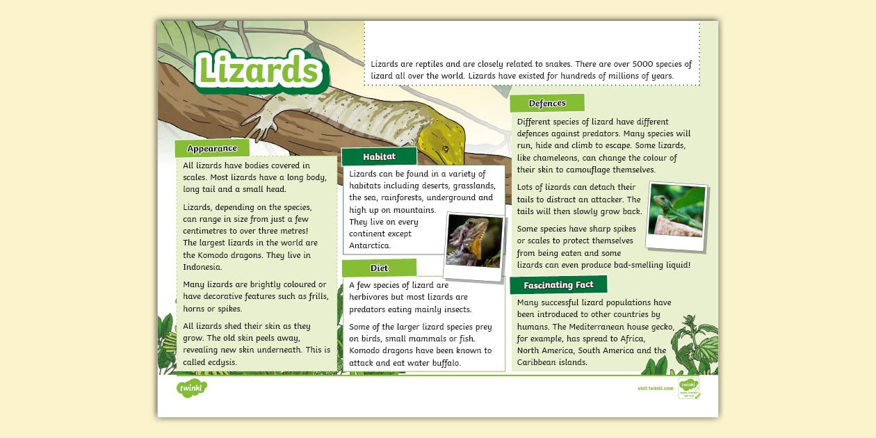 KS2 Lizards Fact File - Animals - Reptiles (teacher made)