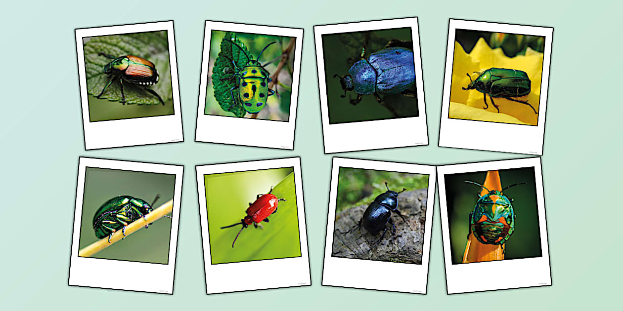 Beetle Instant Photo Style Display Images (teacher made)