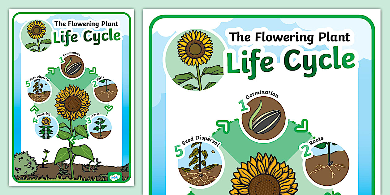 Life Cycle Of A Sunflower Life Cycle Display Poster - Twinkl