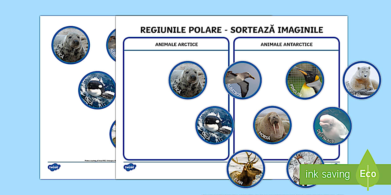 Regiuni polare - Activitate de sortare - Twinkl
