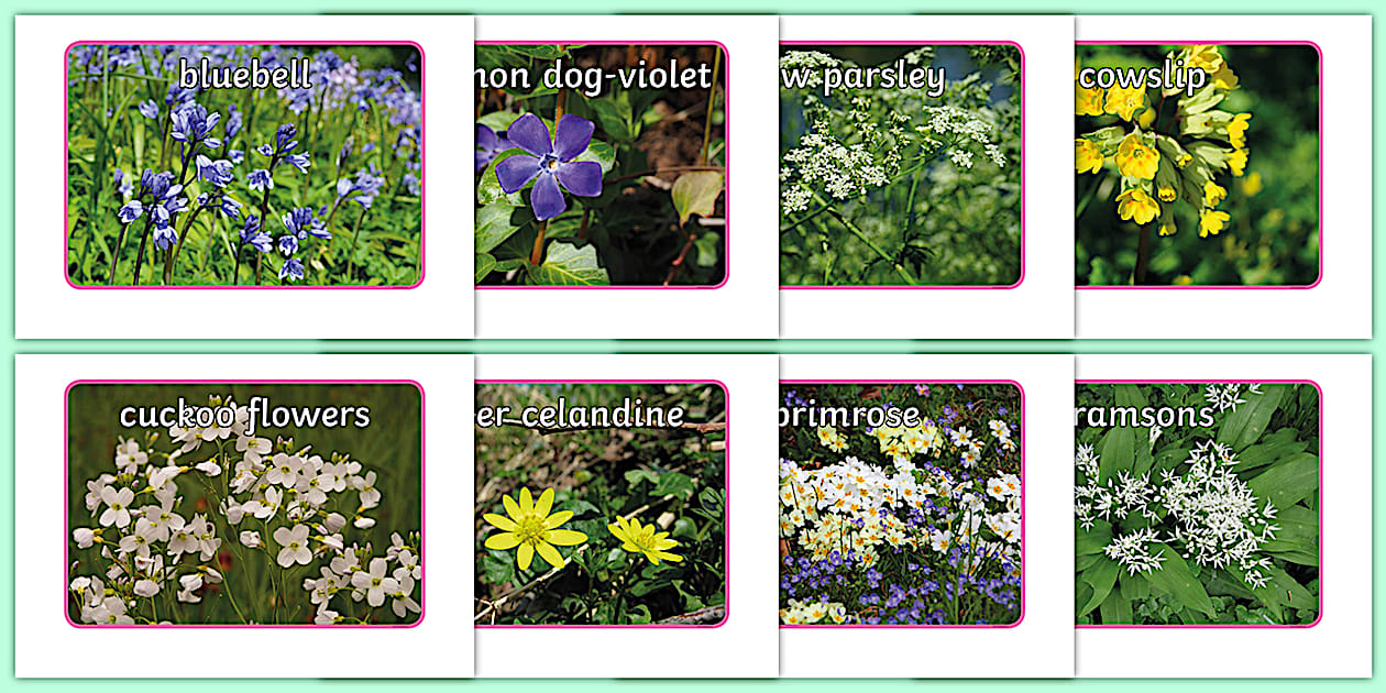 Spring Flowers Images | Display Photos | Twinkl Resources