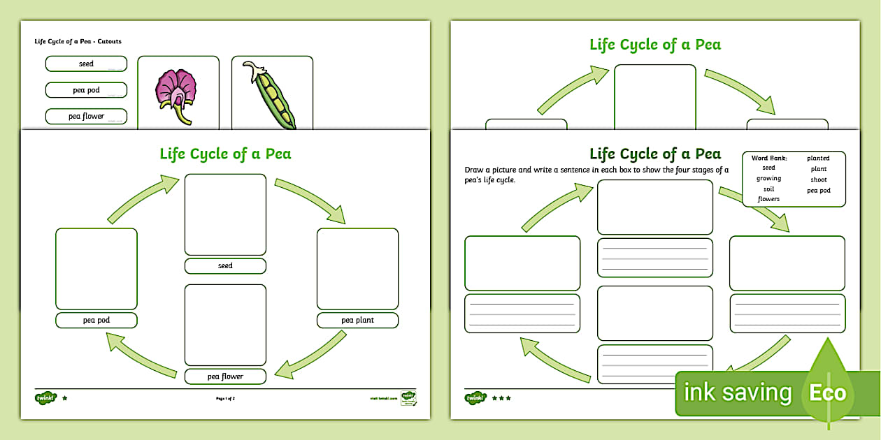 Life Cycle of a Pea Differentiated Worksheets - KS1 - Twinkl