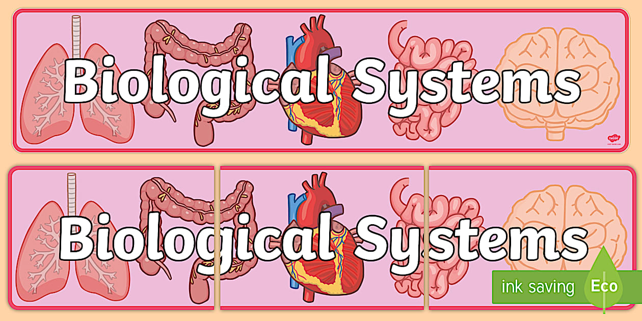 Biological Systems Display Banner CfE (teacher made)