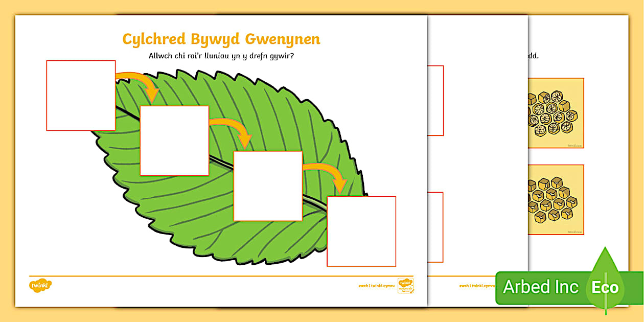 Taflenni Gweithgaredd Cylchred Bywyd Gwenynen