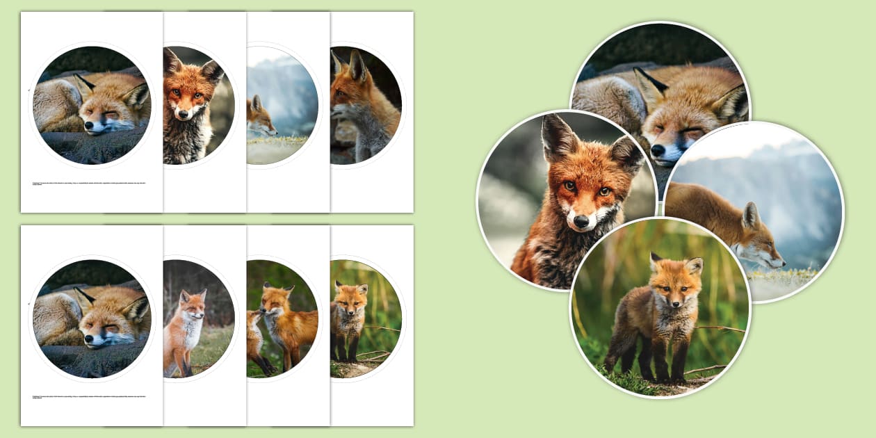 Fox Circle Display Photo Cut Outs - Twinkl
