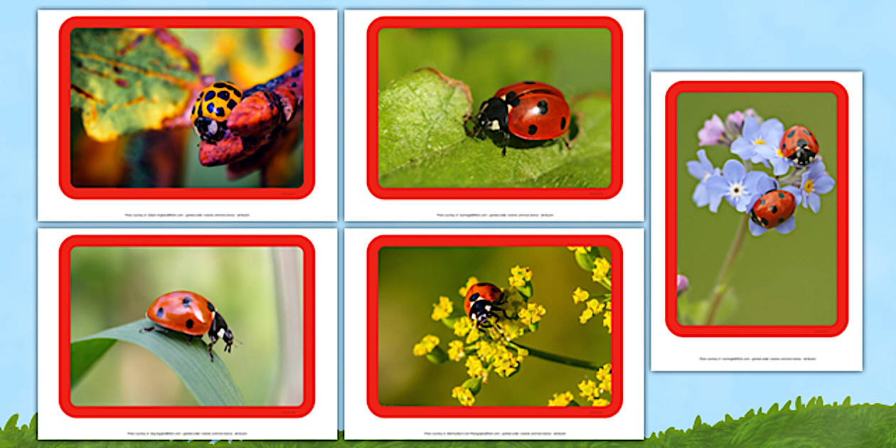 Ladybirds Photo Pack -EYFS, Early Years, minibeast, insect, creature