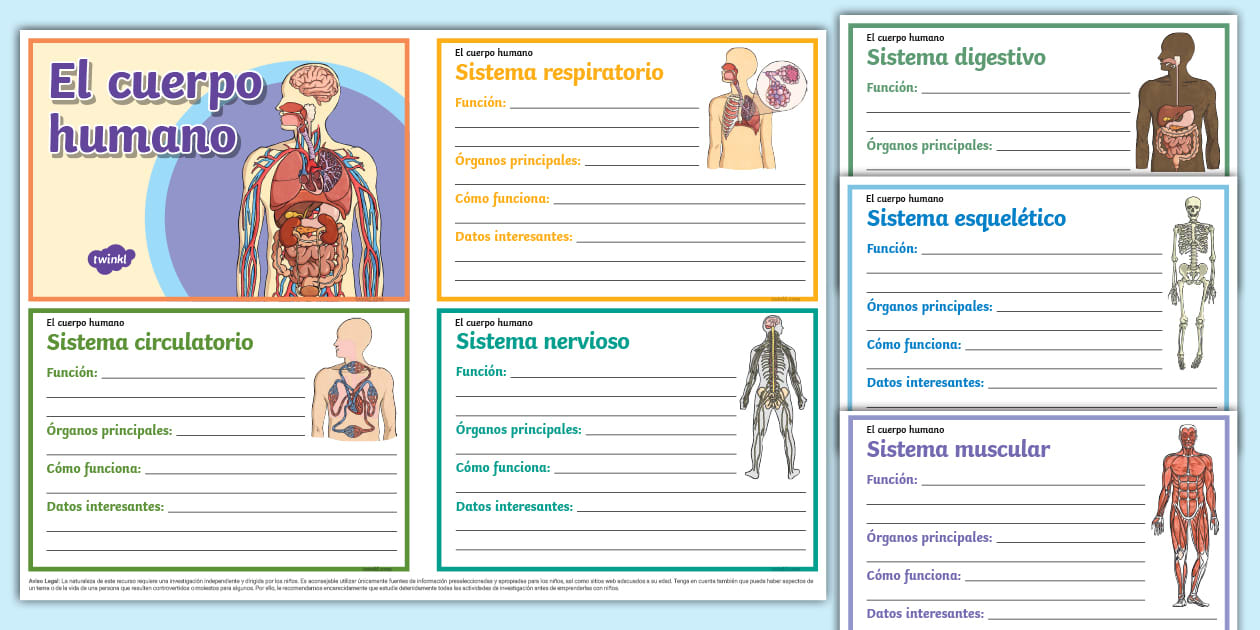 Tarjetas Informativas Investigación Sobre El Cuerpo Humano