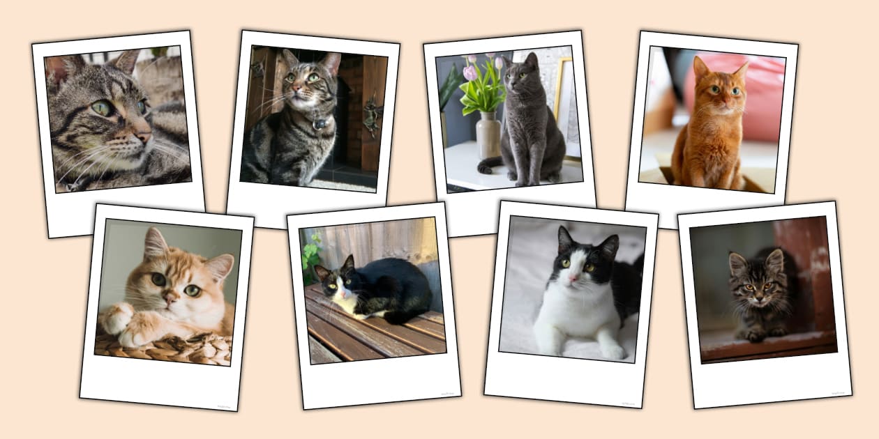 Cats Instant Photo Style Display Images (teacher made)