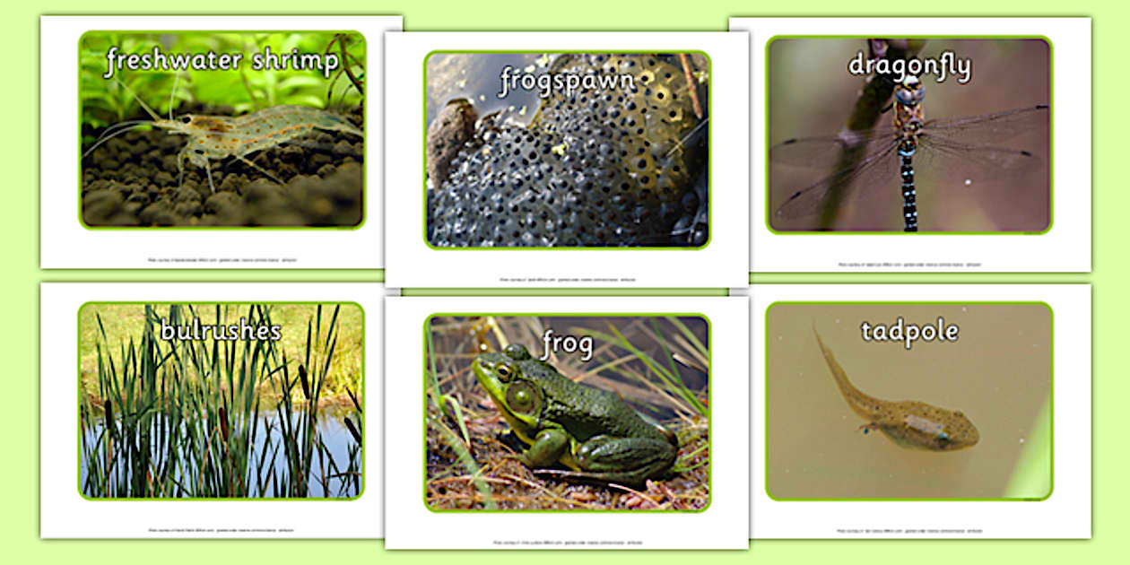 Pond Life Display Photos | Animals Of The Freshwater Biome