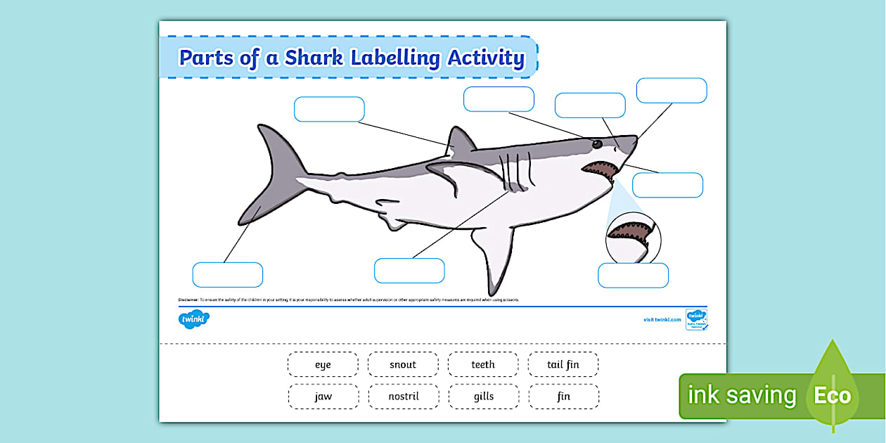 Parts of a Shark Labelling Activity Sheet - Science - Twinkl