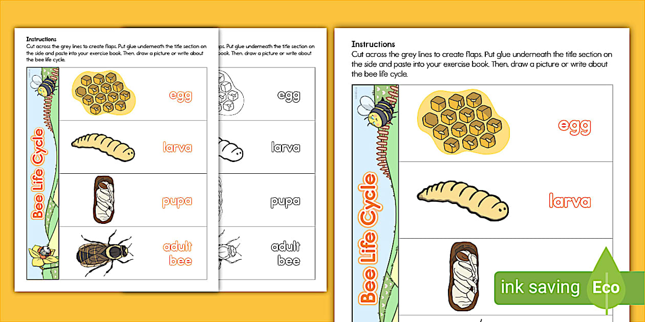 Life Cycle of a Bee Flap Task - Learn about Bees - Twinkl