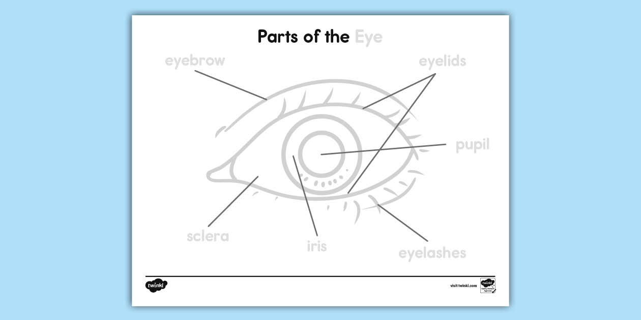 Parts of the Eye Trace and Color Worksheet for K-2nd Grade
