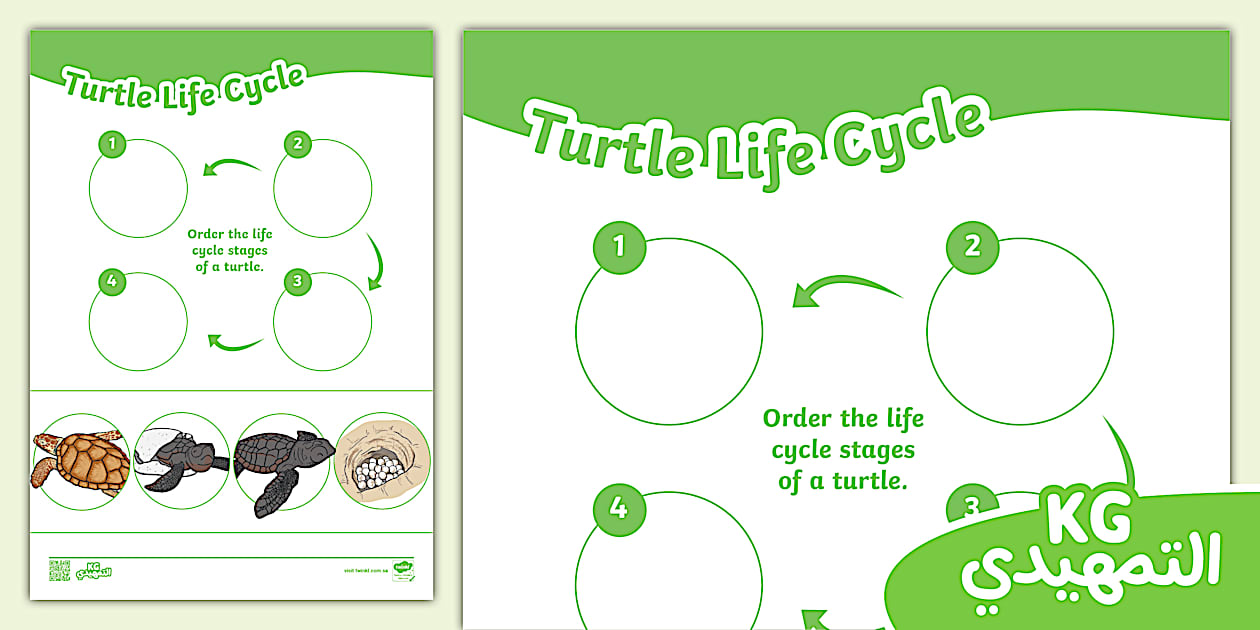 Turtle Life Cycle Activity (professor feito) - Twinkl