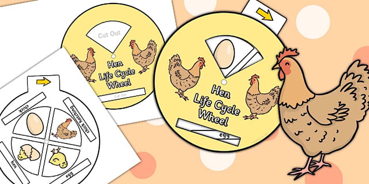 Editable Hen Life Cycle Spin Wheel (teacher made) - Twinkl