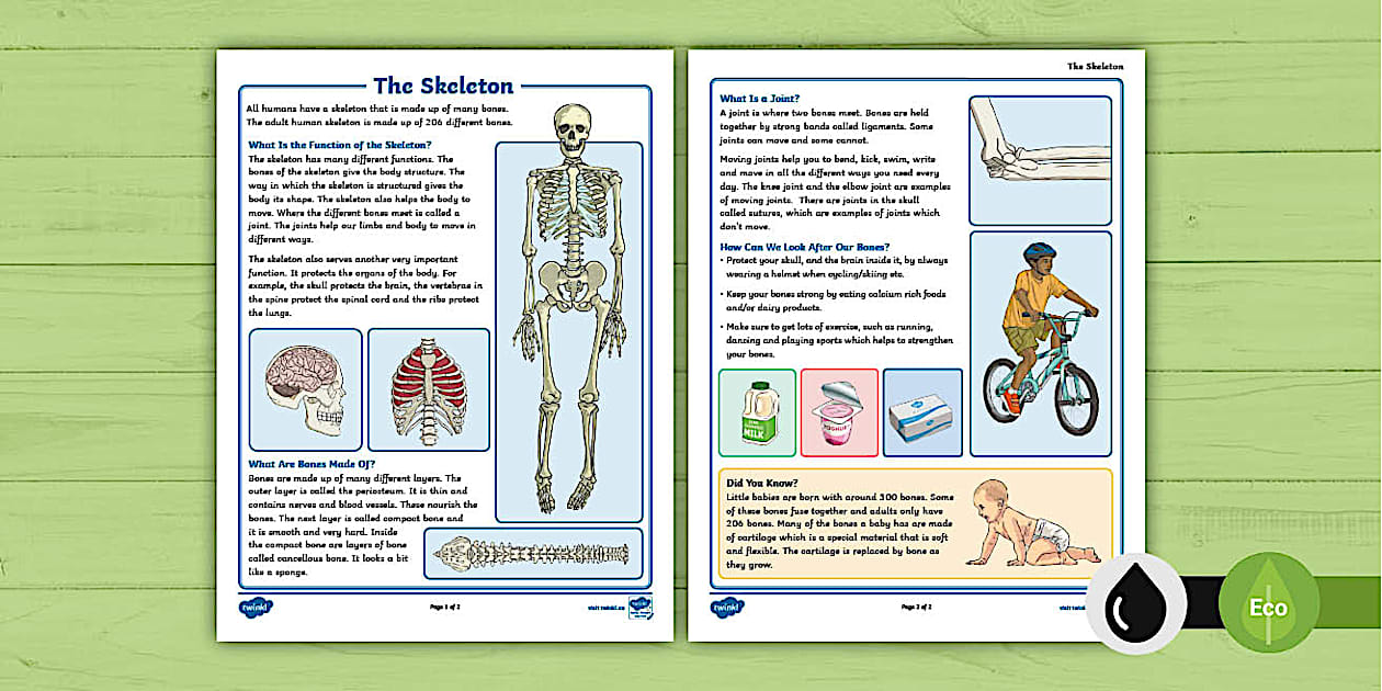 Human Body: Fscts About The Human Skeleton (teacher made)