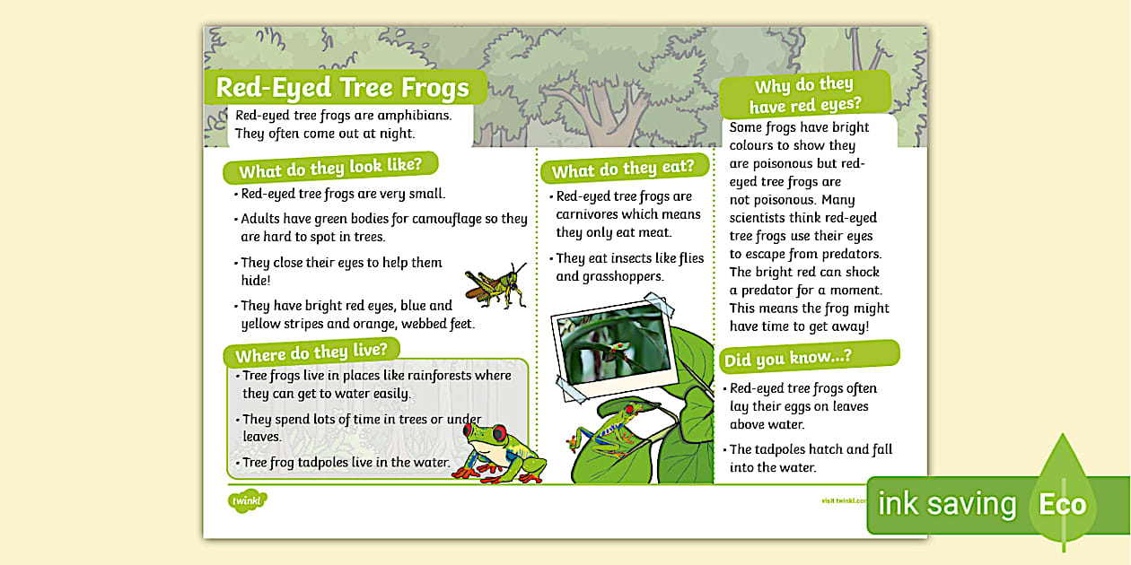 KS1 Red-Eyed Tree Frog Fact File (teacher made) - Twinkl