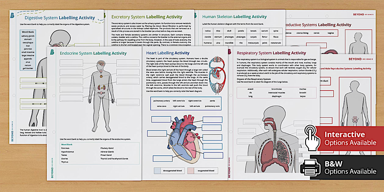 Body Systems Labelling Pack (teacher made) - Twinkl