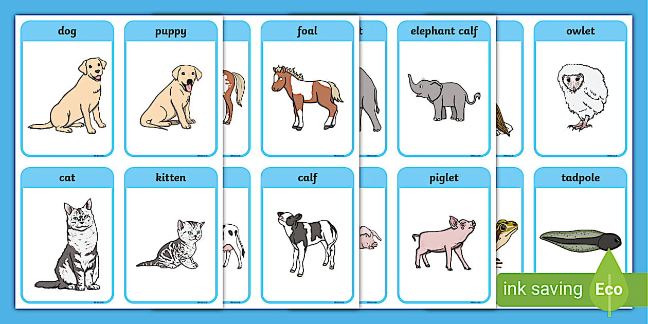 Animals and Their Young Matching Picture Cards - Twinkl