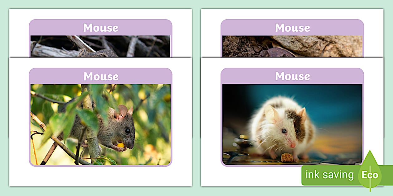 Mice Photo Pack (teacher made) - Twinkl