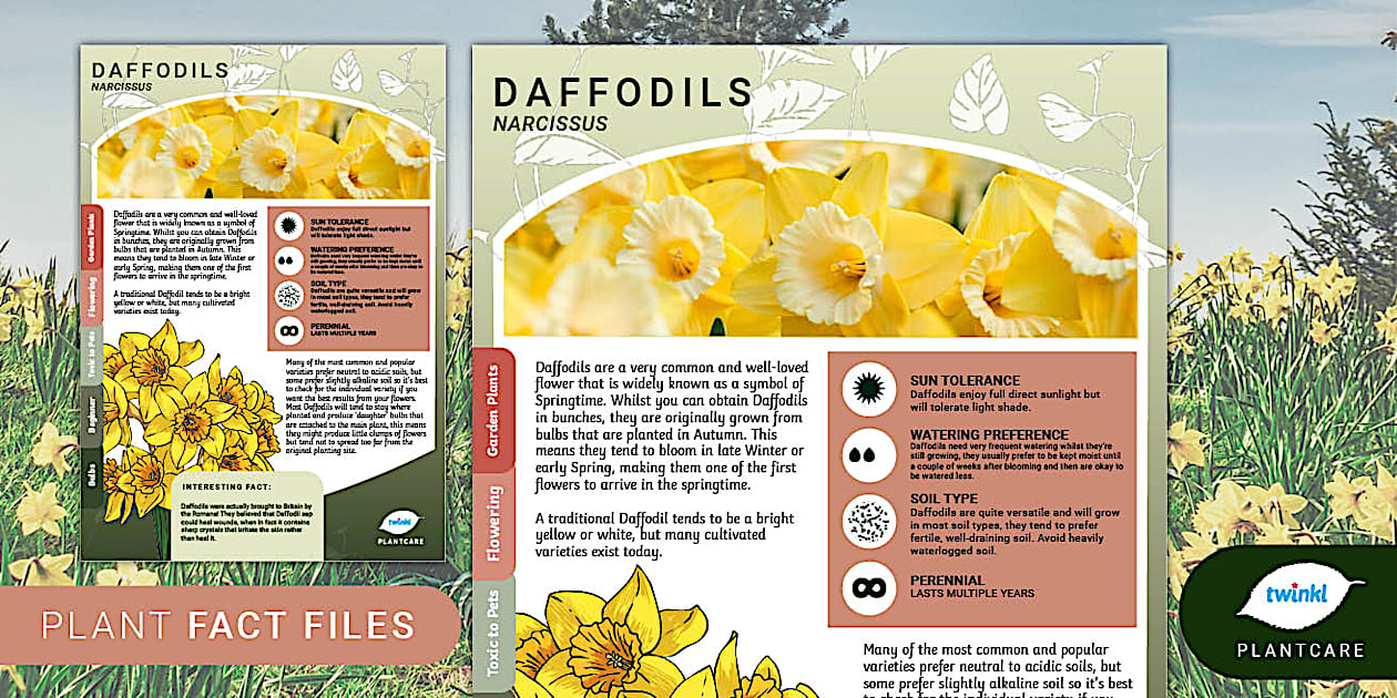 Garden Plant Fact File: Daffodils, Spring Flowers, Plants