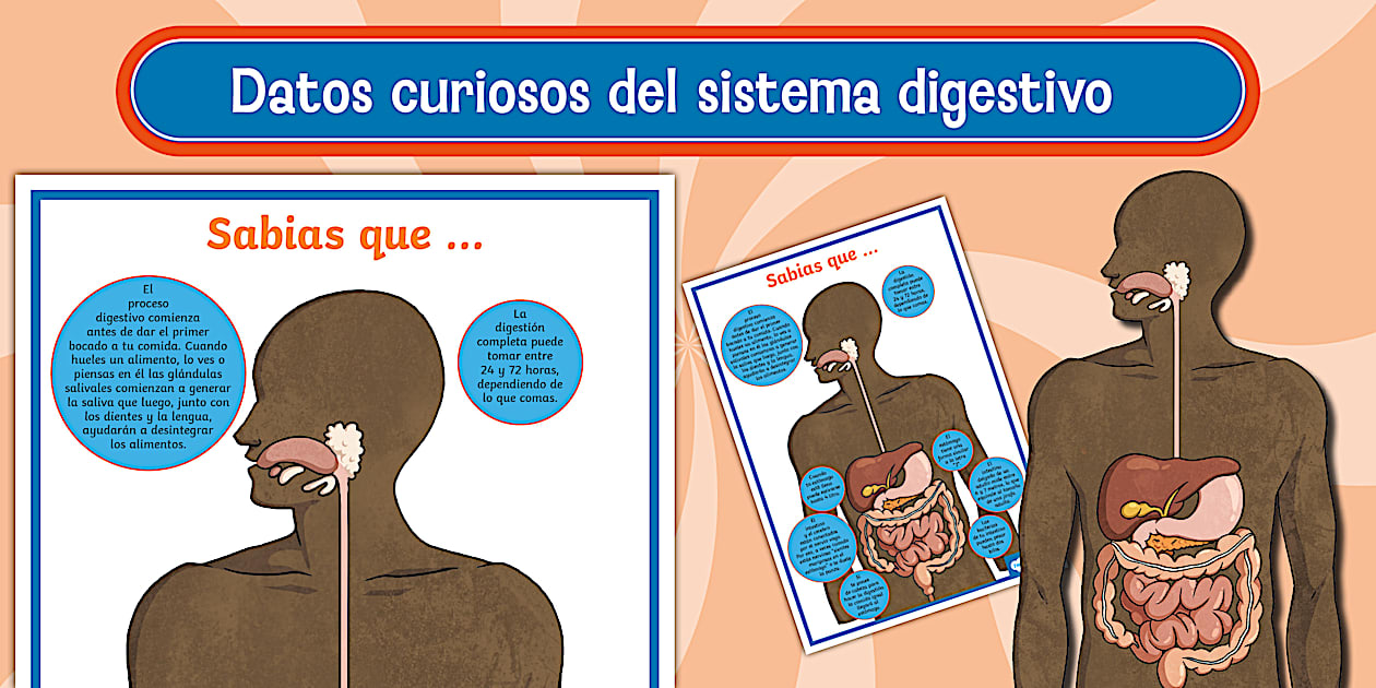 Póster: Datos curiosos del sistema digestivo