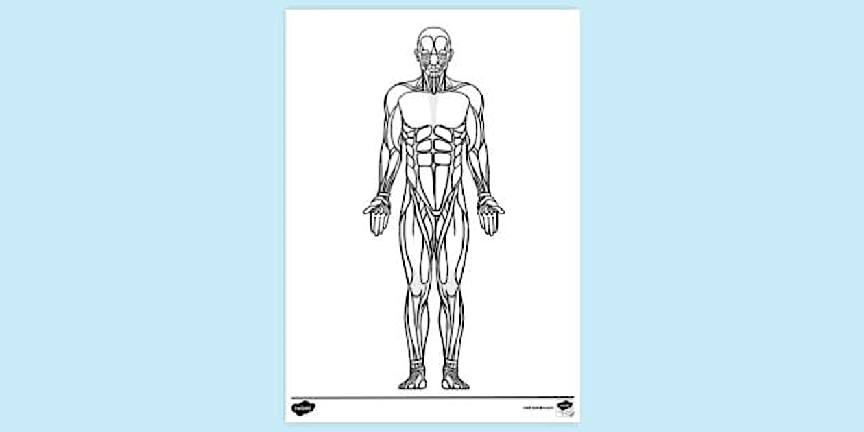Muscles Front of Body Colouring Sheet (teacher made)