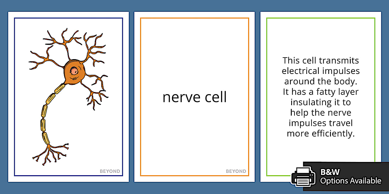 Specialised Cells Display Cards | Biology | Beyond - Twinkl