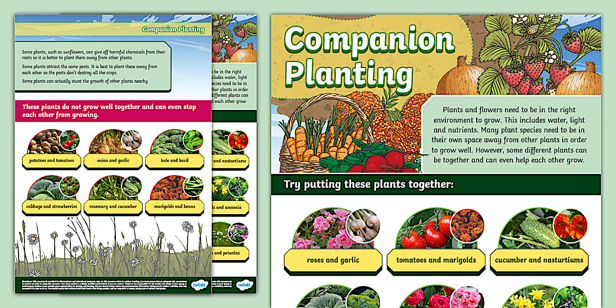 Companion Planting - Plants That Grow Well Together - Twinkl