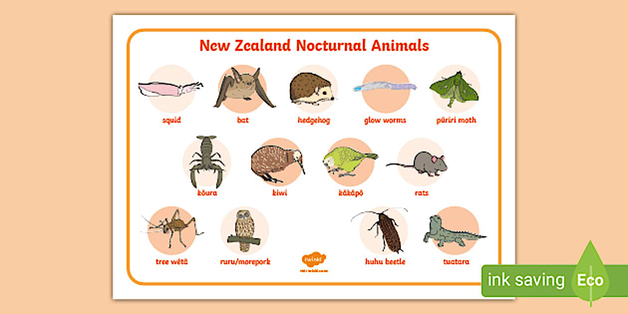 New Zealand Nocturnal Animals Word Mat (teacher made)