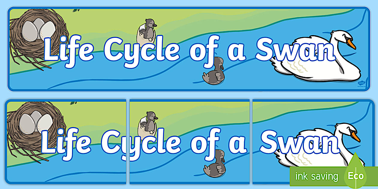 Cursive Life Cycle of a Swan Display Banner (teacher made)
