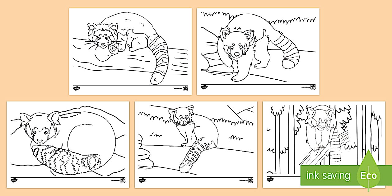 Cute Red Panda Colouring Pages (teacher made) - Twinkl