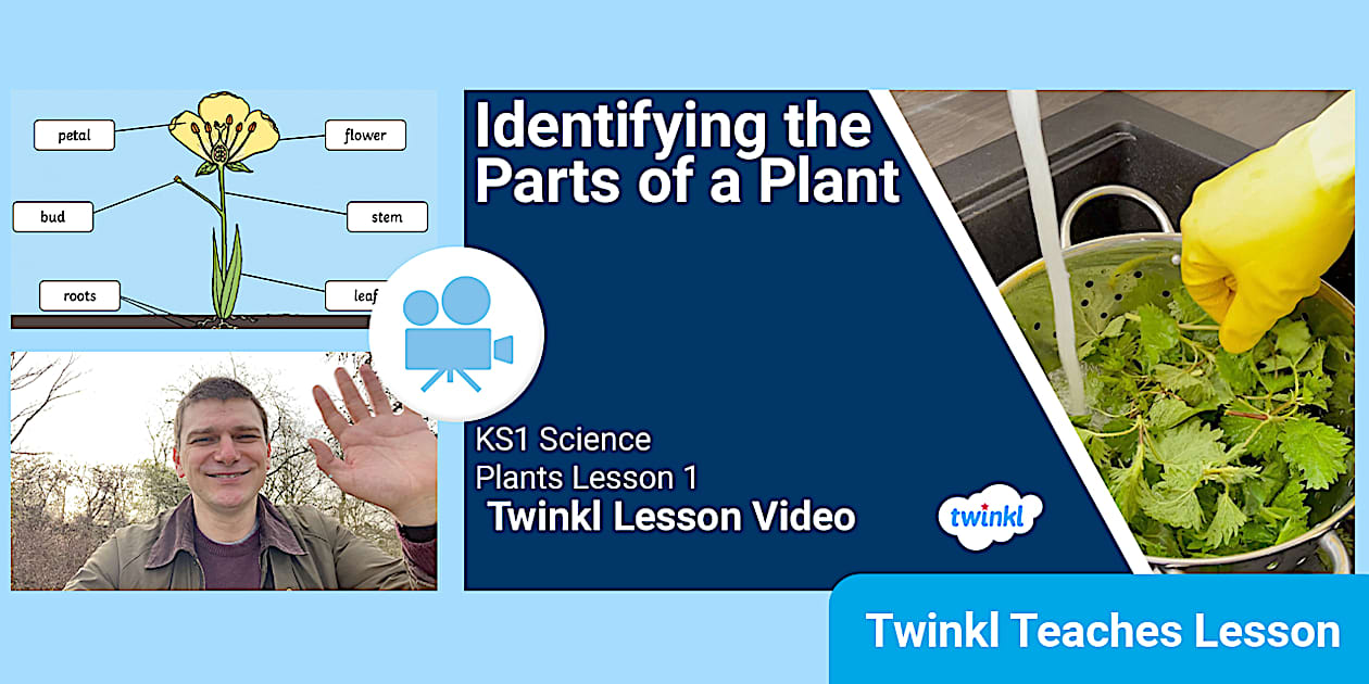 Identifying Parts of a Plant Video Lesson | KS1 Biology
