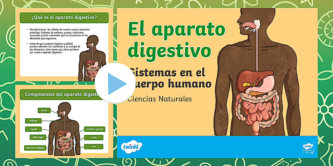 Presentación: El aparato digestivo (teacher made) - Twinkl
