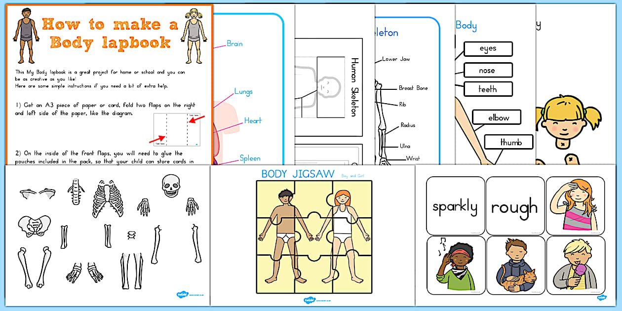 My Body Lapbook Creation Pack (teacher made) - Twinkl