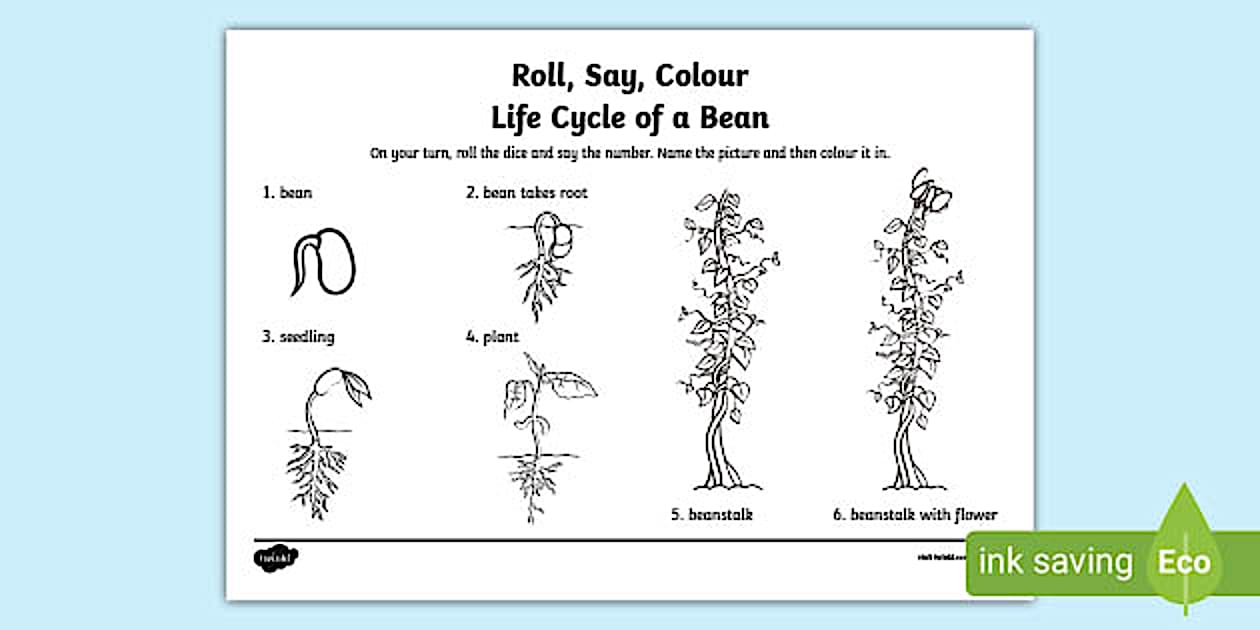 Life Cycle Of A Bean Roll Say Colour (teacher made) - Twinkl
