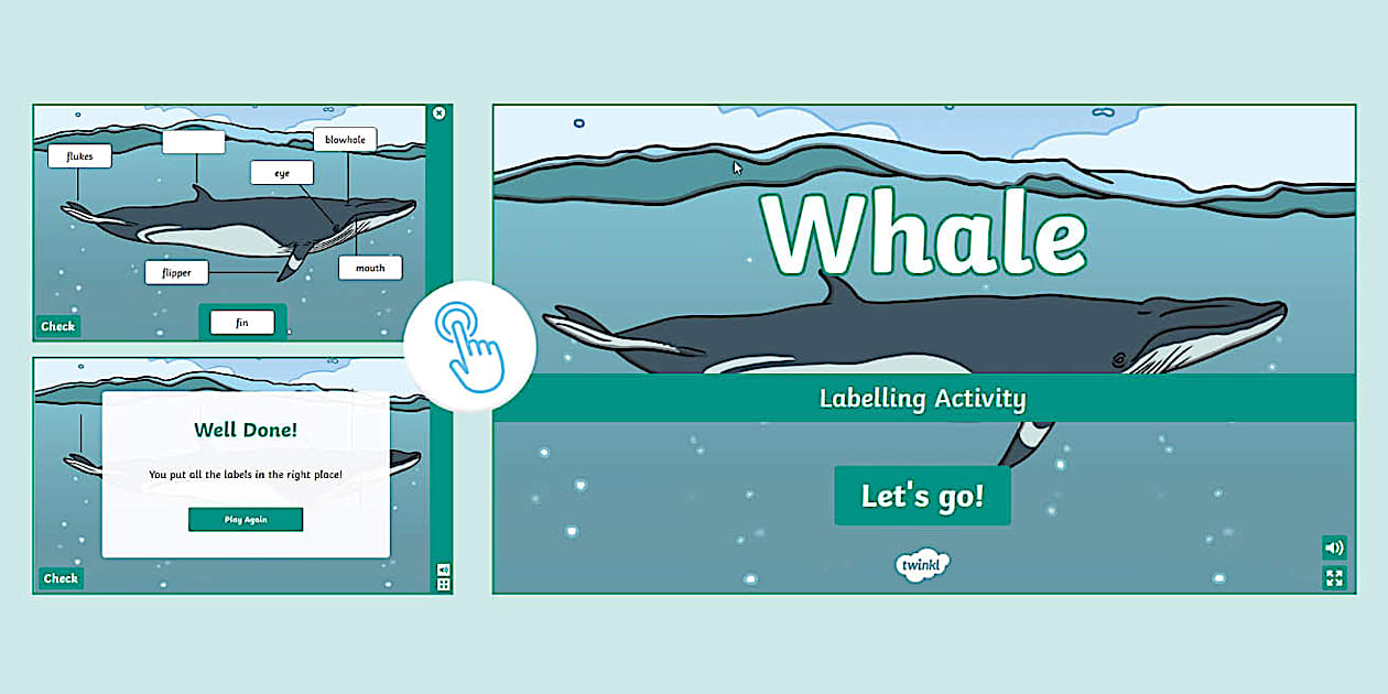 Interactive Whale Labelling Activity (teacher made) - Twinkl