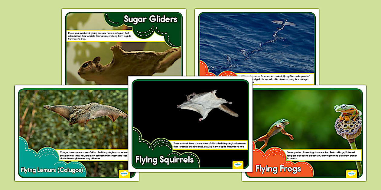 Animals That Travel Through the Air Posters (teacher made)