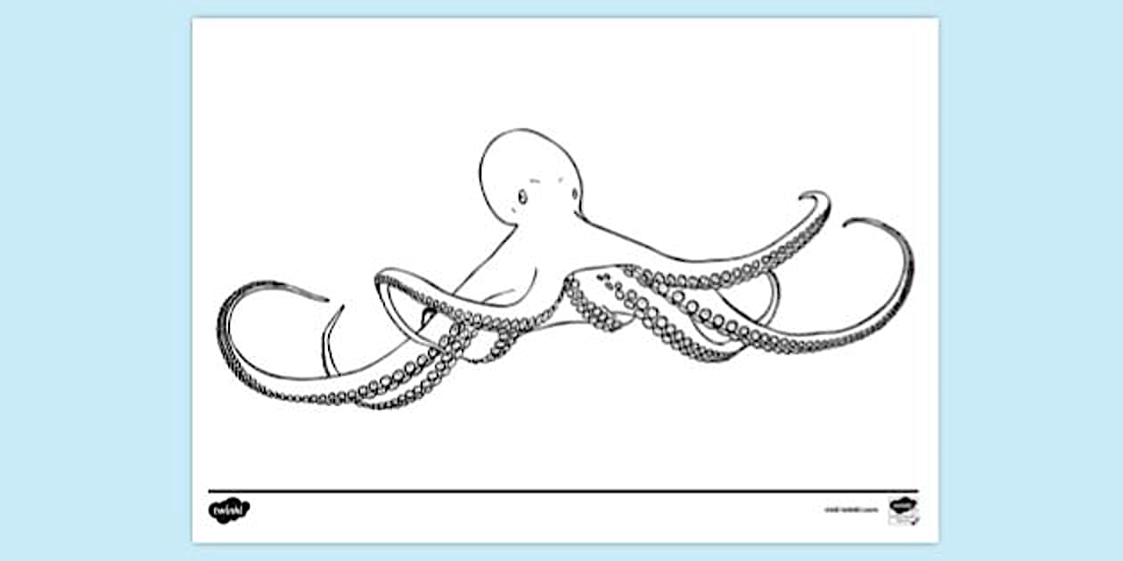 Giant Pacific Octopus (Teacher-Made) - Twinkl