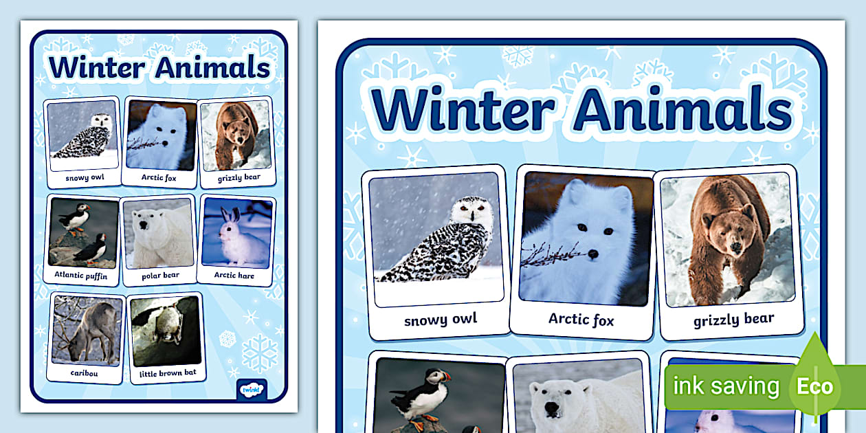 Canadian Winter Animals Photo Display Poster (teacher made)
