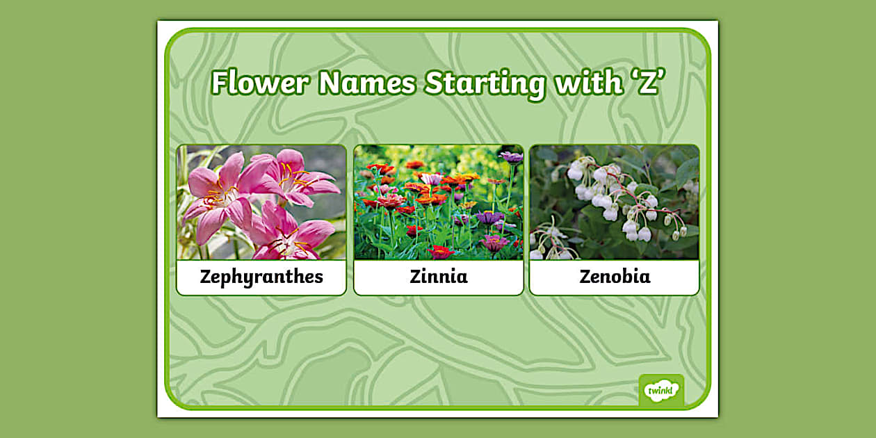 Flower Names Starting with 'Z' Display Poster (Teacher-Made)