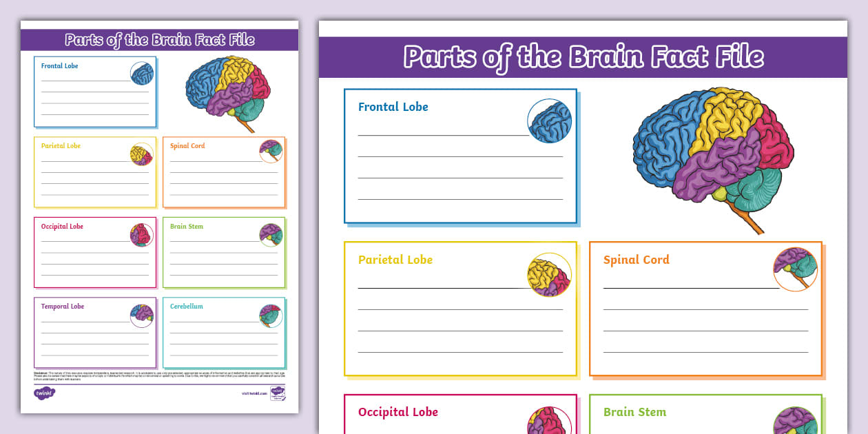 Parts of the Brain Fact File Template (Hecho por educadores)